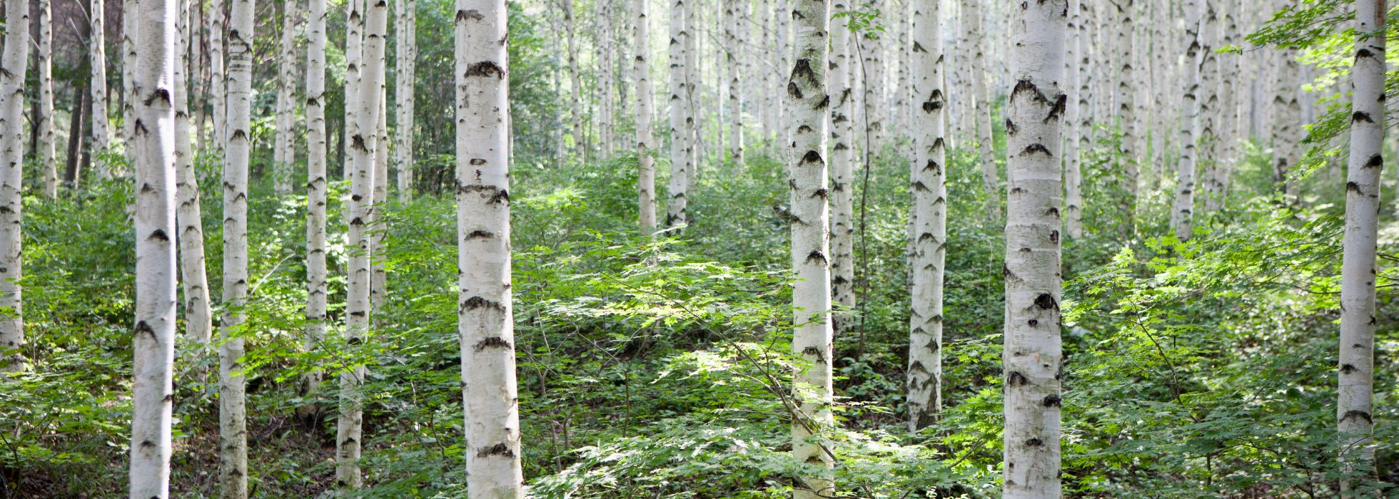 Bouleau : origine et bienfaits – Rue Des Plantes