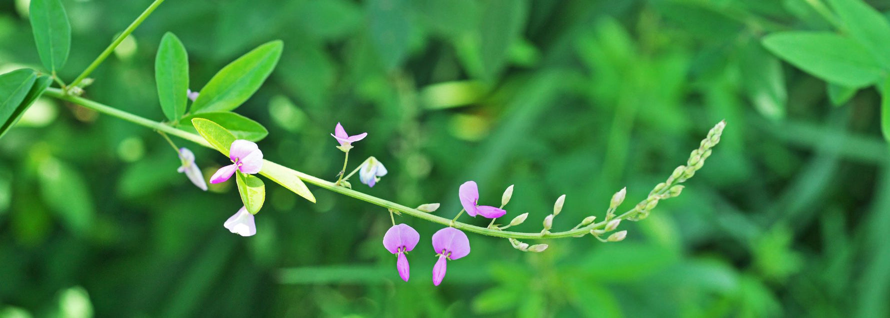 Desmodium : origine et bienfaits – Rue Des Plantes