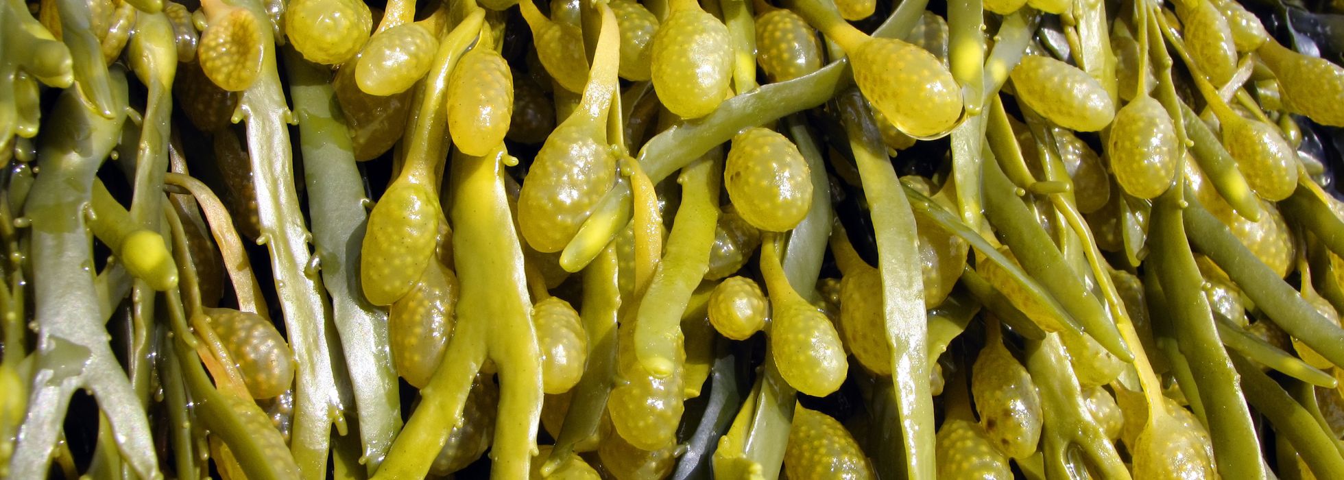 Fucus : origine et bienfaits – Rue Des Plantes