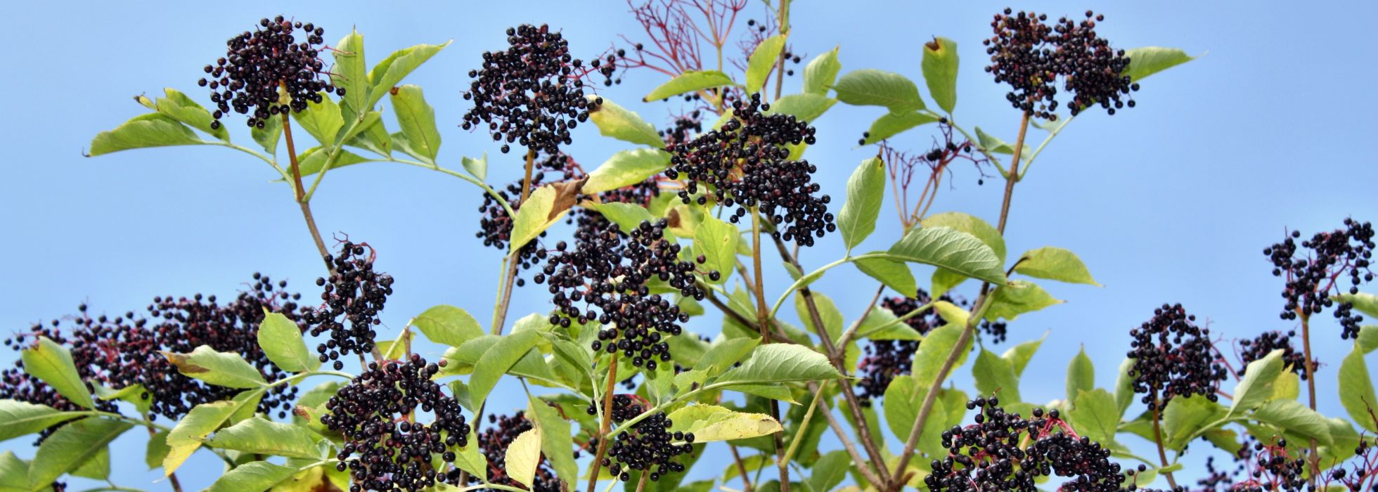 Sureau : origine et bienfaits – Rue Des Plantes