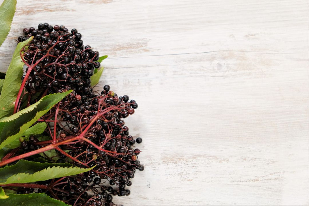 Sureau : origine et bienfaits – Rue Des Plantes